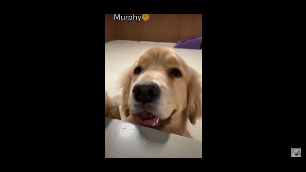 Funniest And Cutest Dogs, Dogs Reels Compilation That Will Make You ...