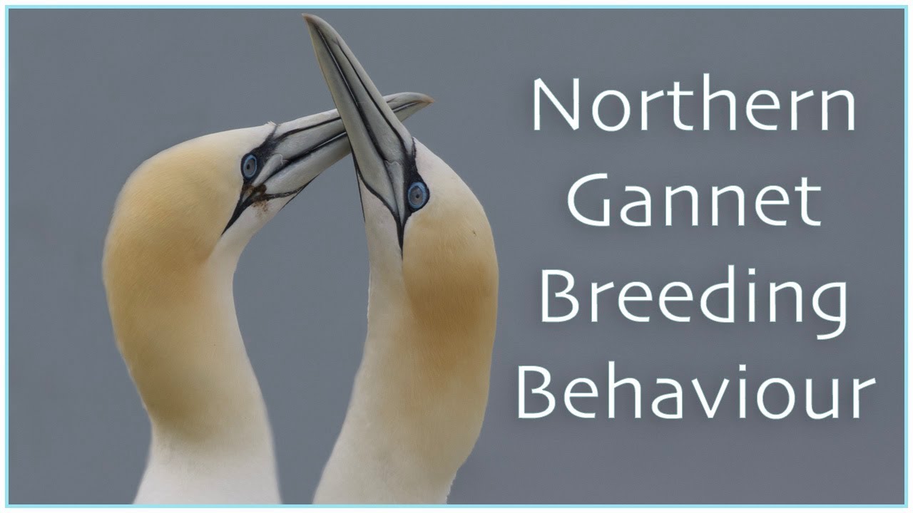 NORTHERN GANNET BREEDING BEHAVIOUR - YouTube