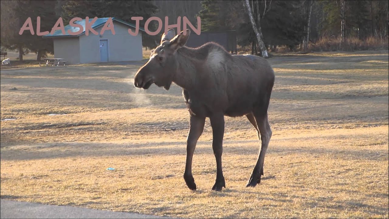 INJURED ALASKA MOOSE - YouTube