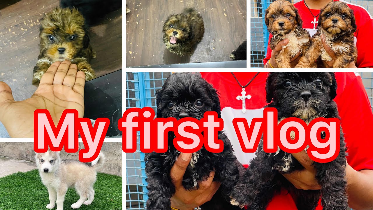 My first vlog on youtube 🥰beautiful cockapoo & my friend husky😍 - YouTube