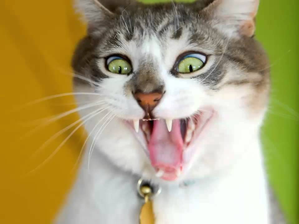Cat laughing + Download Link - YouTube