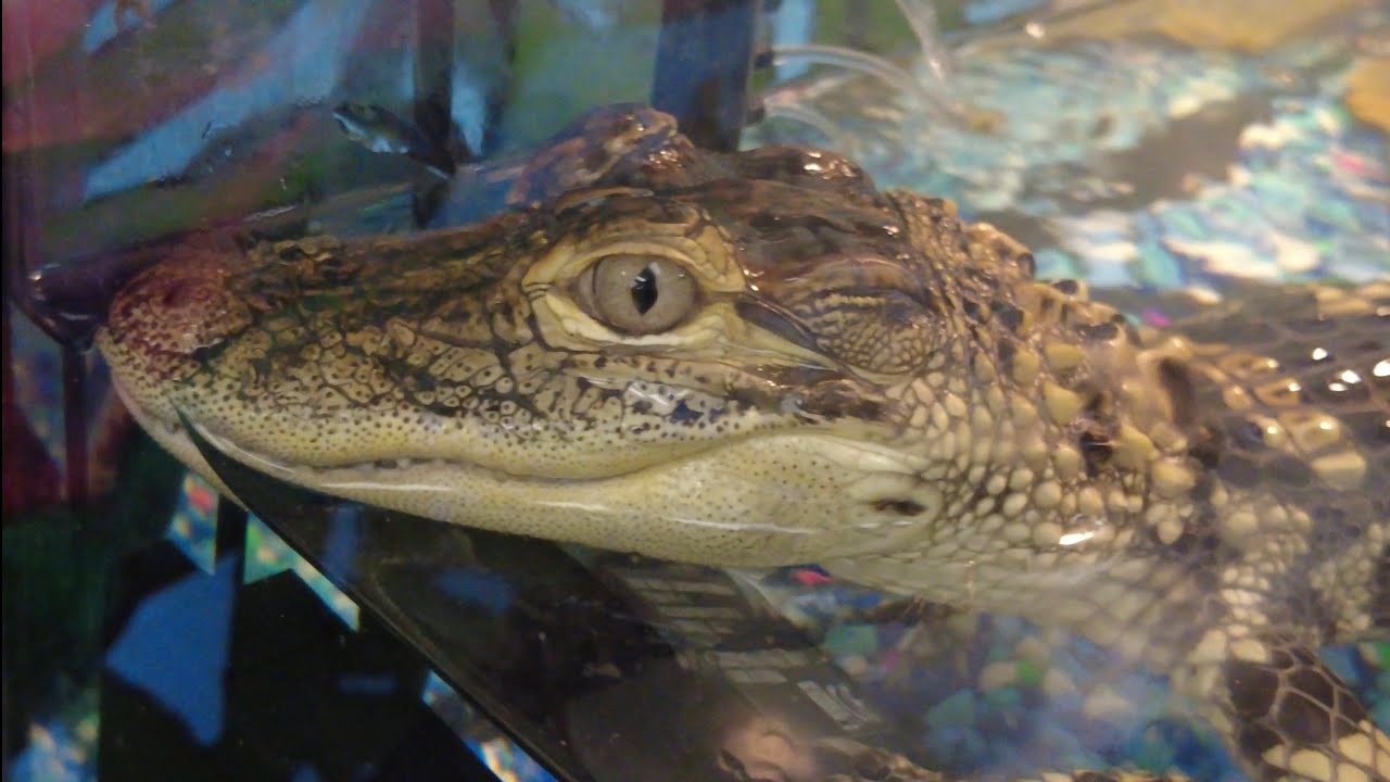 Baby alligator sounds & facts @ Family Reptiles in Lakeland, Florida ...