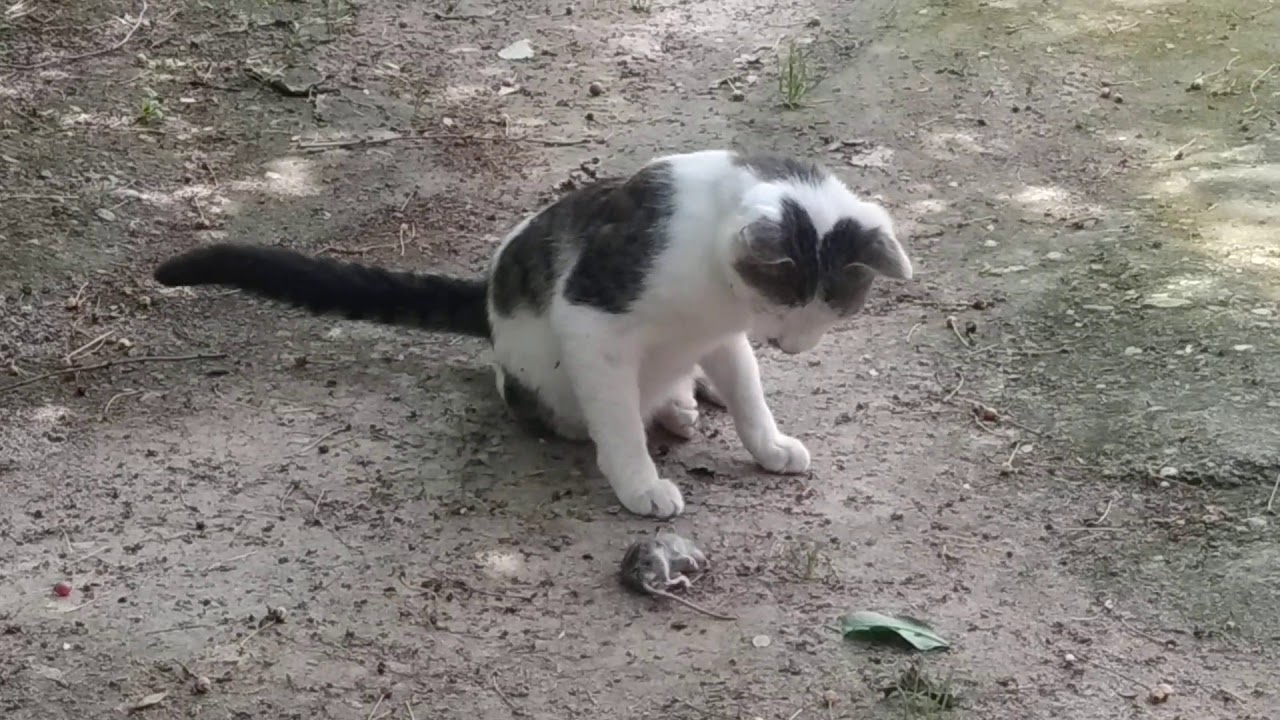 Sichqon Ovi Hd video - YouTube