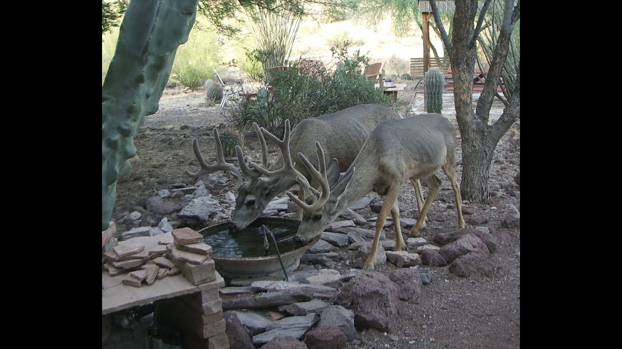 DANCING MULE DEER AND GIANT BUG - YouTube