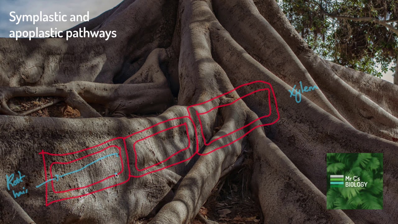 Apoplastic and Symplastic Pathways (A Level Biology) - YouTube
