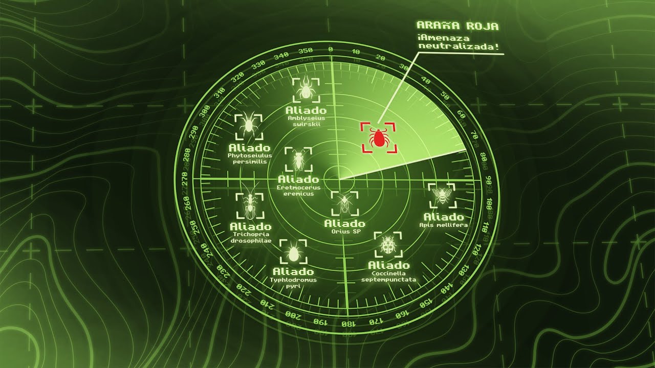 Acramite 480 SC by UPL: neutraliza a la araña roja 🕷🍆🍅 - YouTube