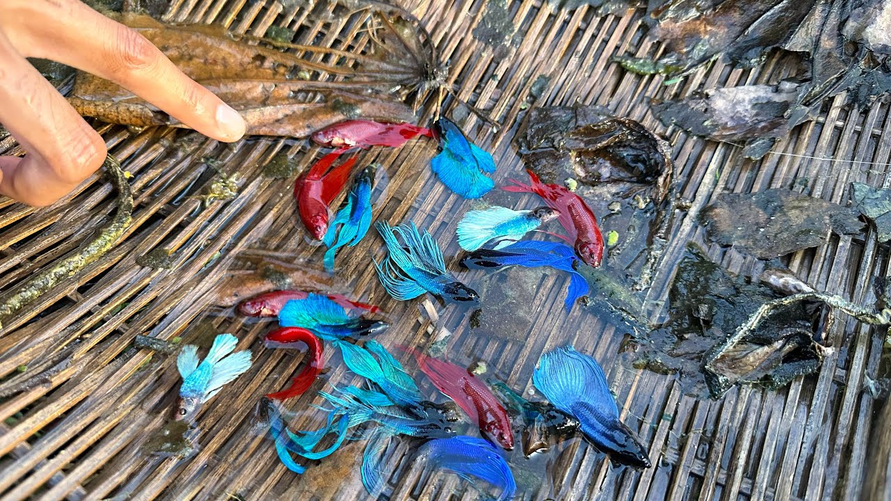 Exploring the Fascinating Origins of Betta Fish: Uncovering their ...