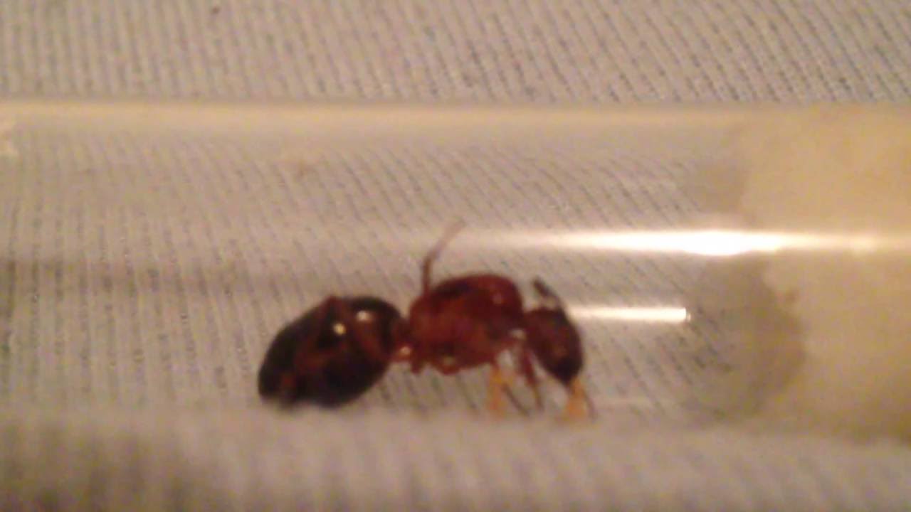 Red Carpenter ant Queen - YouTube