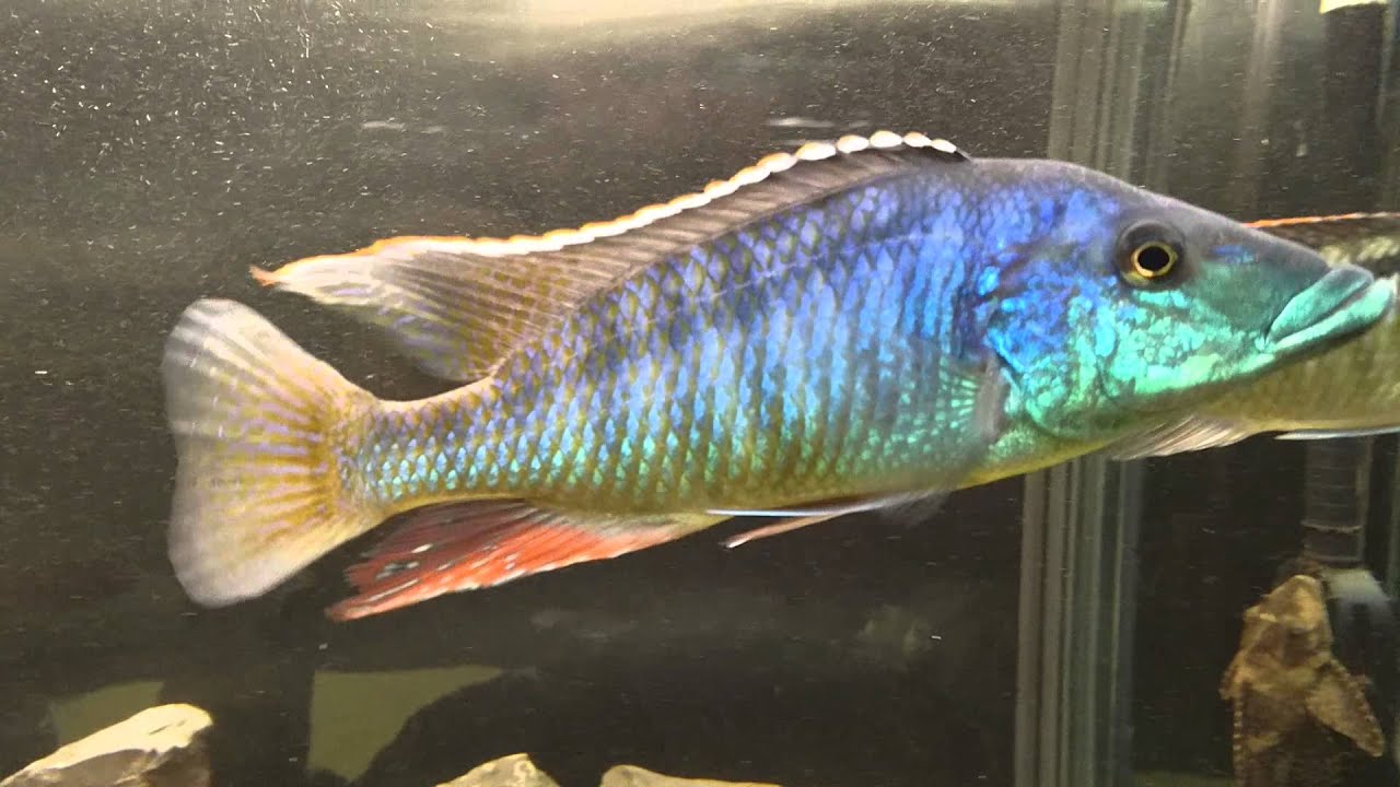 Big Lichnochromis auticeps male - YouTube