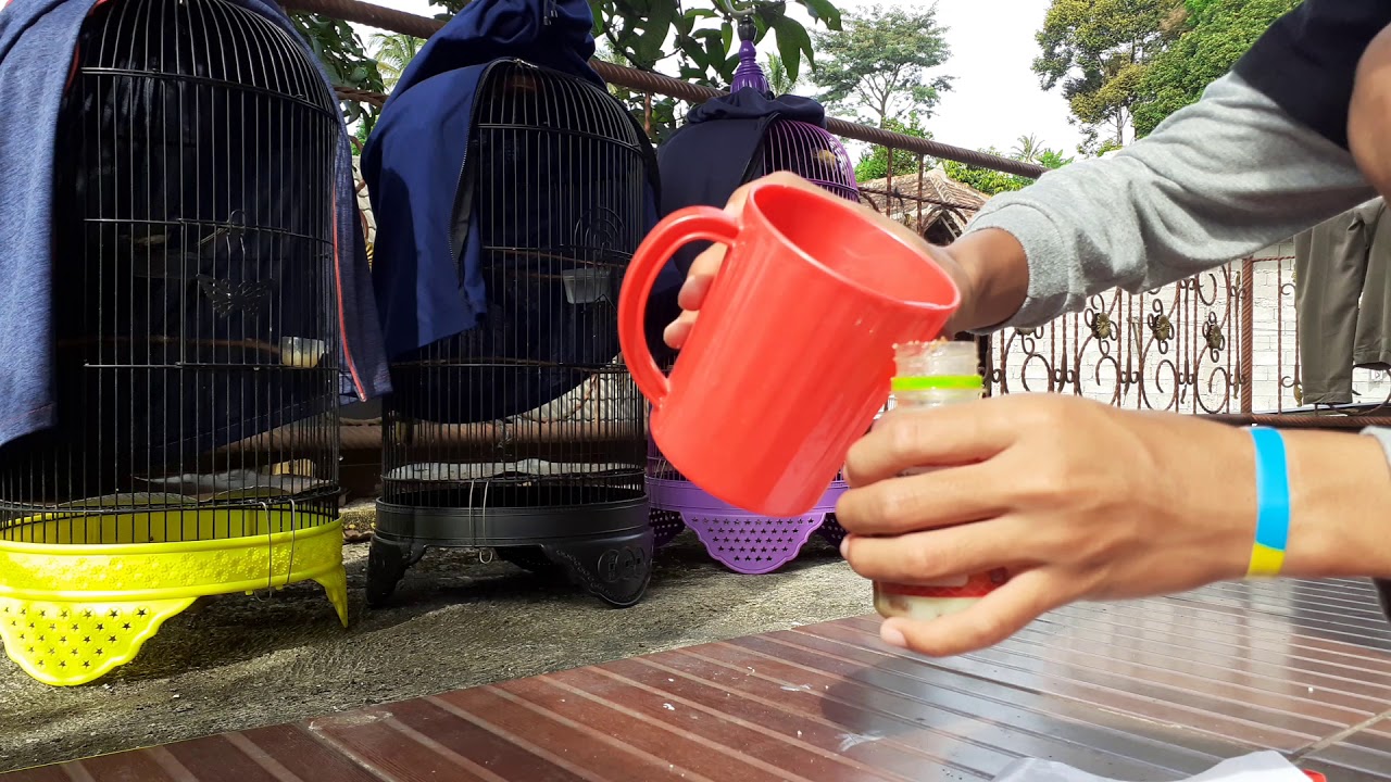 Cara meracik makanan kesukaan burung sogok ontong biar bunyi trs tidak ...