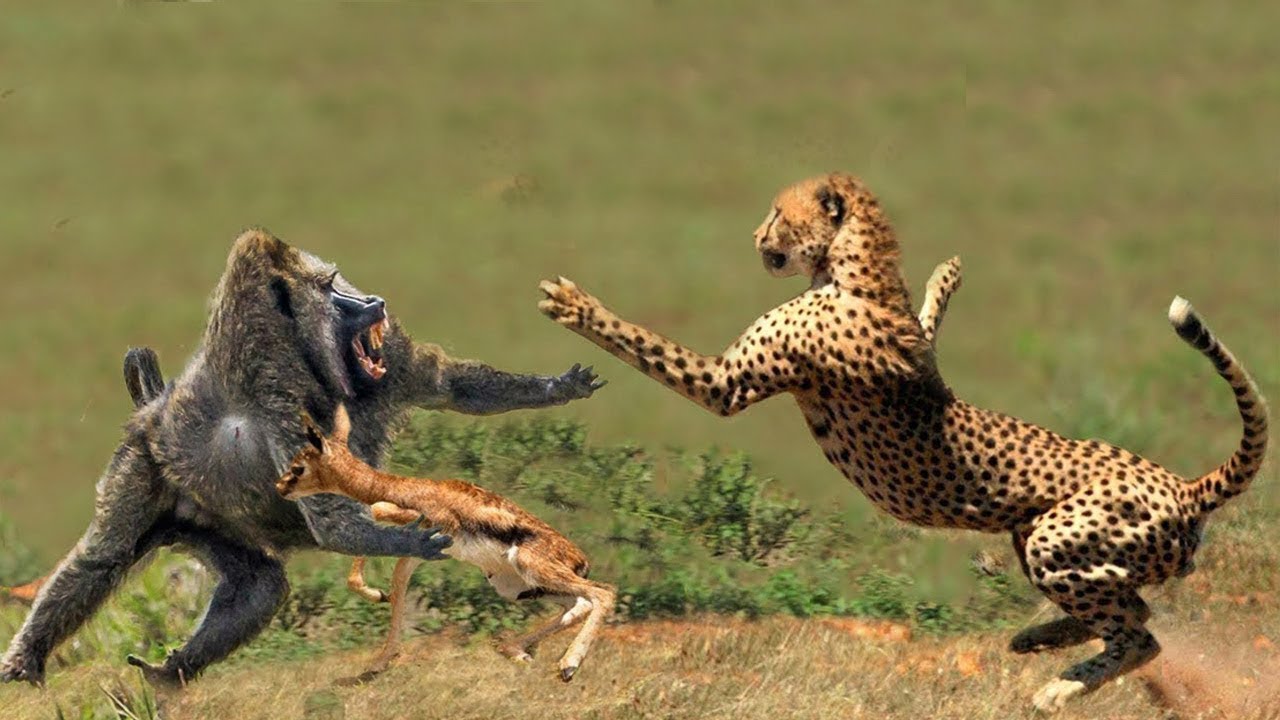 Animals Heroes Helping And Rescuing Other Animals - 2019 - YouTube