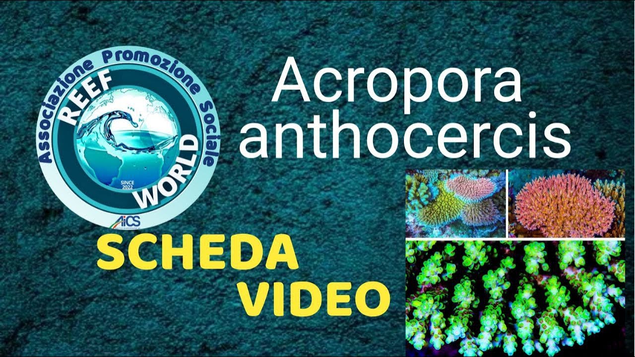 Scheda video - Acropora anthocercis by Reef-World - YouTube