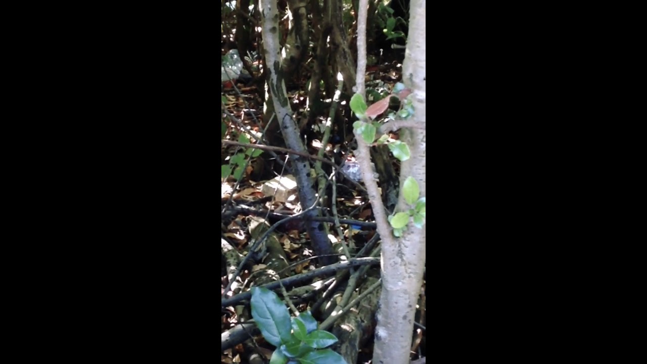 Bird stuck in a bush😢 - YouTube