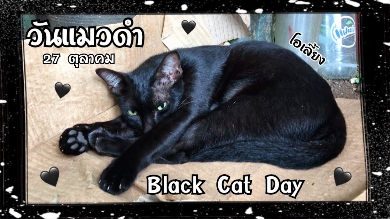 CAT || วันแมวดำ Black Cat Day || Aui & Cat - YouTube