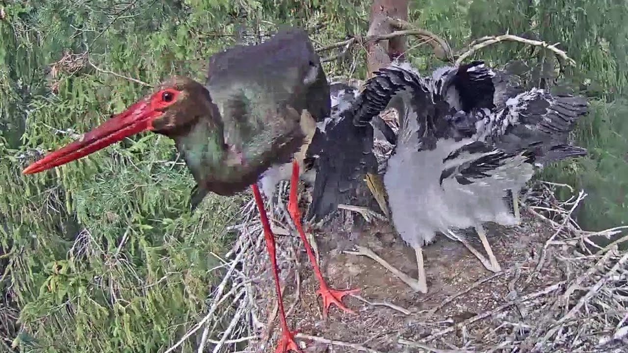 Melnais stārķis~Grafs brings small fishes ~11:33 AM 2021/07/29 - YouTube