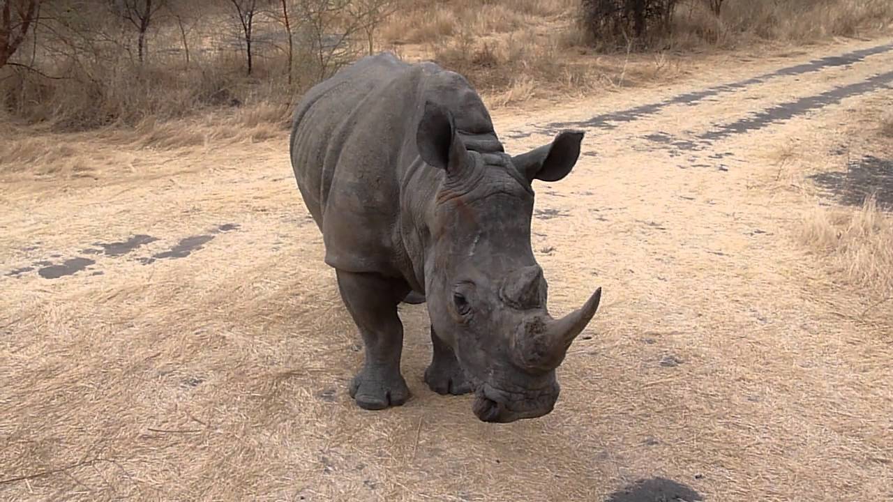 rhinoféroce - YouTube