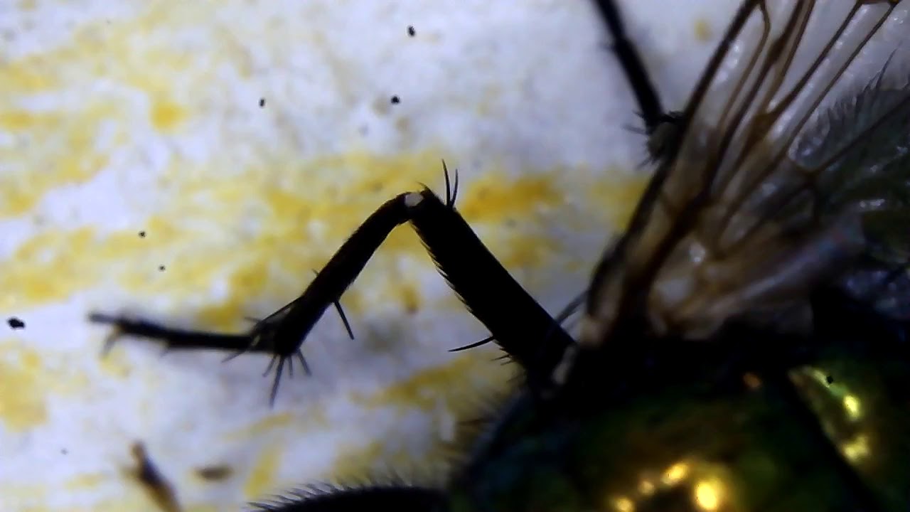 Fly magnified! - YouTube