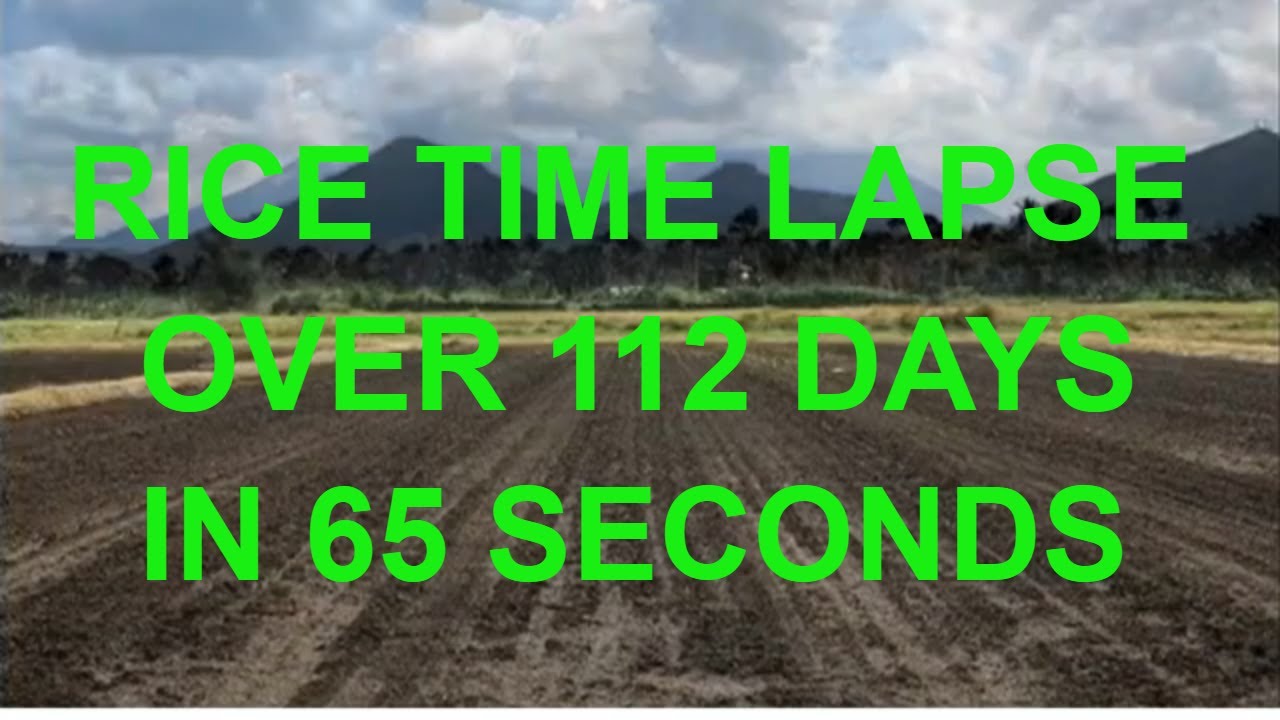 Time Lapse Of Rice Growing Over 112 Days In 65 Seconds #timelapse#rice ...