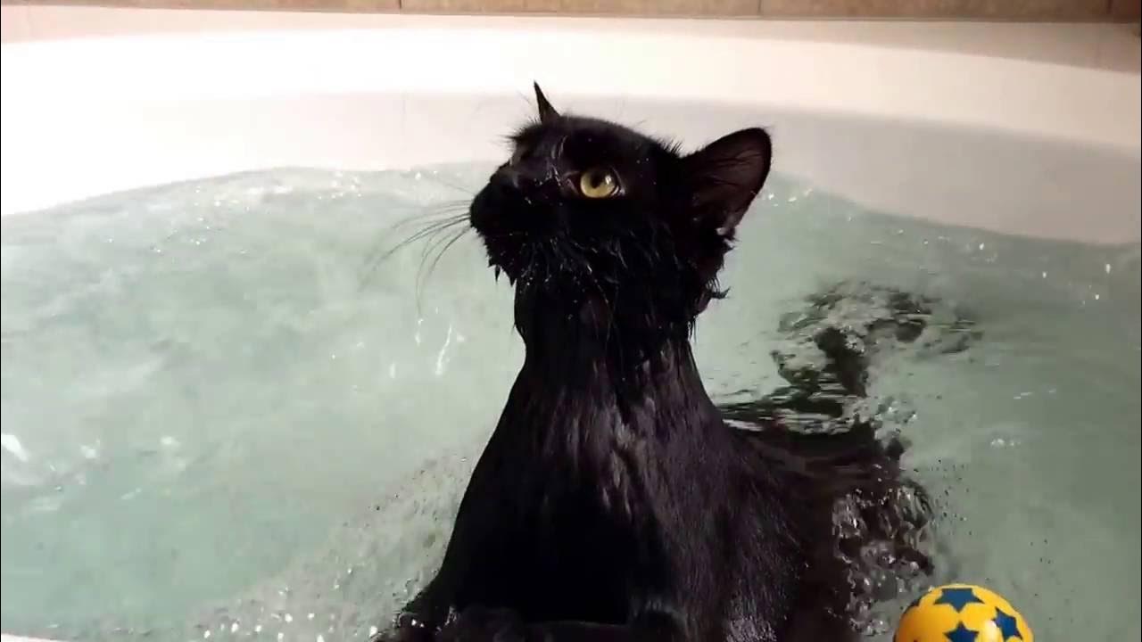 Cute cat relaxing in a jacuzzi tub - YouTube