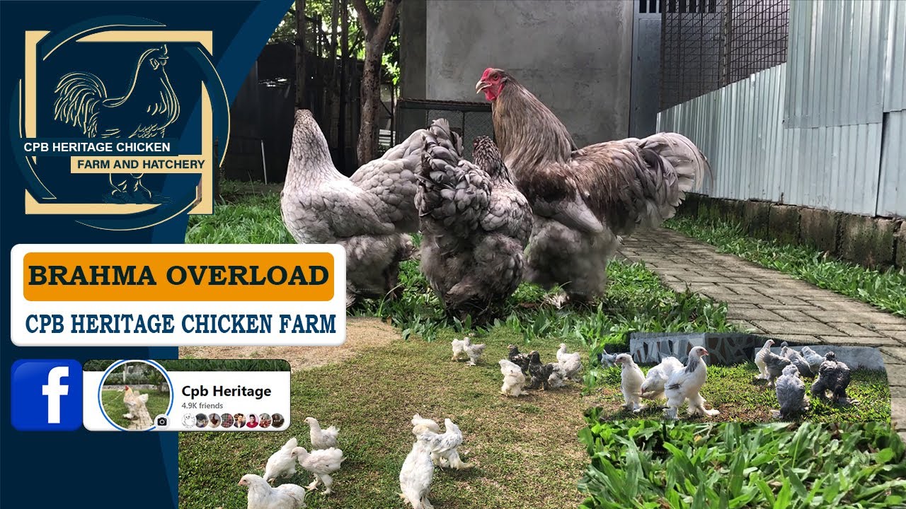 BRAHMA OVERLOAD AT CPB HERITAGE FARM - YouTube