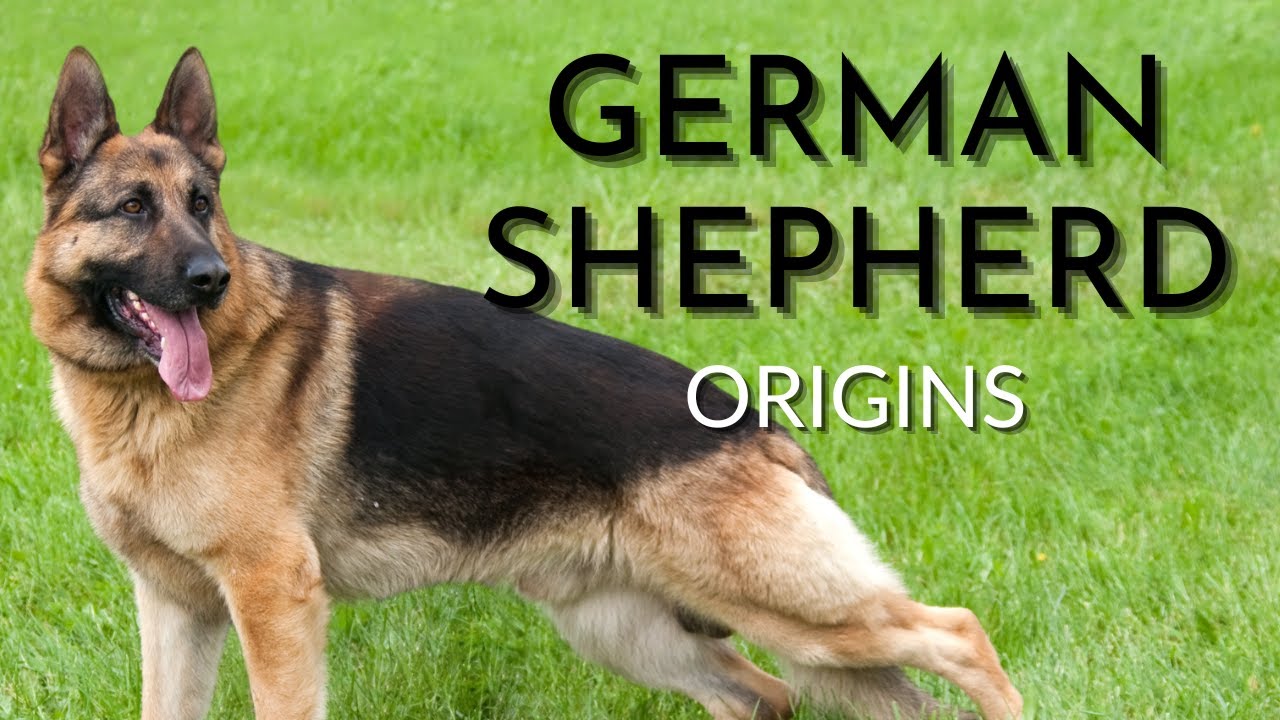 The Fascinating Origins and Rise of the German Shepherd Dog - YouTube