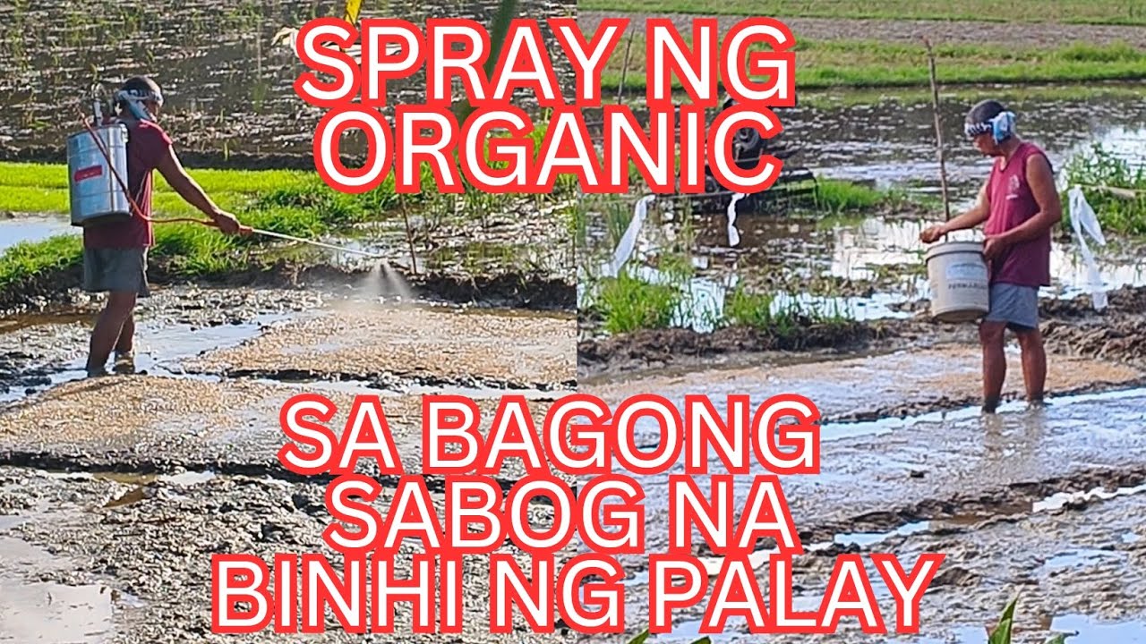 P2 SPRAY NG ORGANIC SA BAGONG SABOG NA BINHI NG PALAY| PHILIPPINE ...
