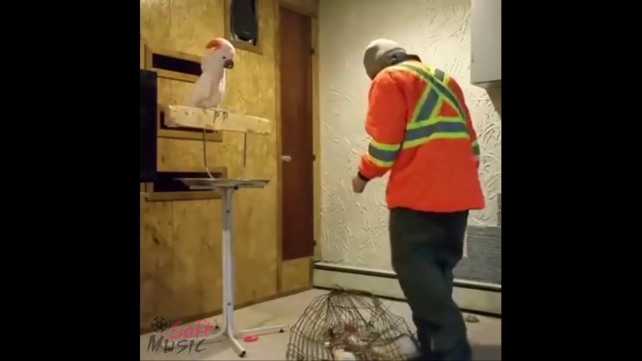Most Funny Angry Cocktail Parrot Video 😂 So Funny Video Must Watch ...