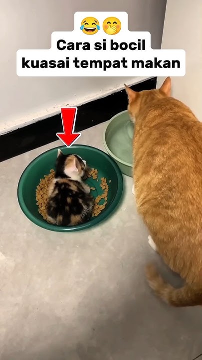 Caranya bocil kuasai tempat makan😂🤭#feedshorts #kucinglucu #funnyshorts - YouTube