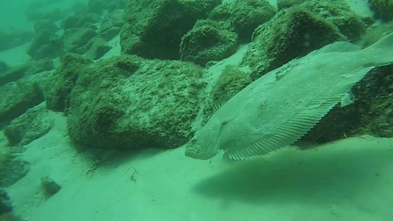 Flounder at Destin Jetties - YouTube