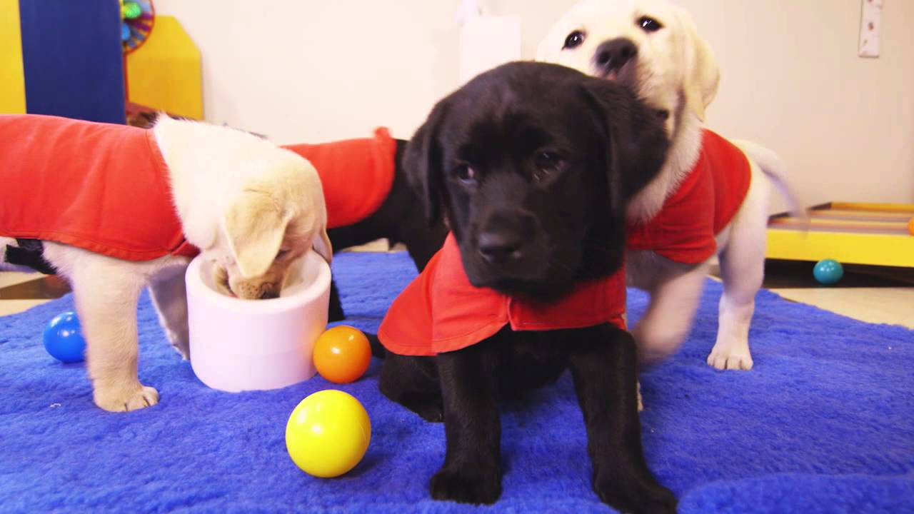 A big thank you from these guide dog pups - YouTube