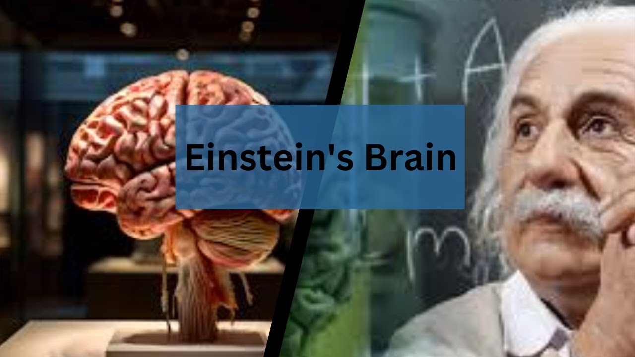 Albert Einstein| How Einstein's Brain was Different ? - YouTube