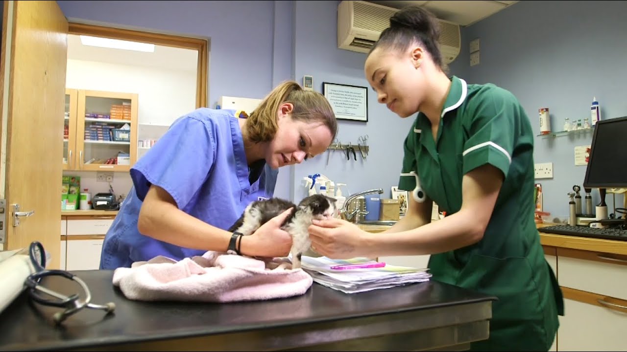 An introduction to the Professional Development Phase - YouTube