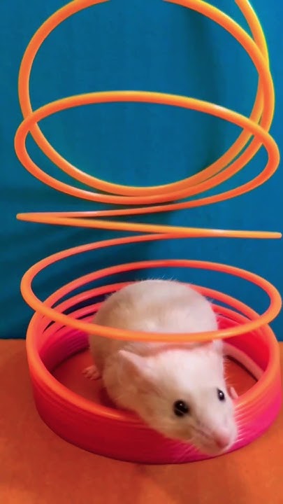 My Mouse Loved Slinkys Rip Crumble 💕 Shorts Youtube