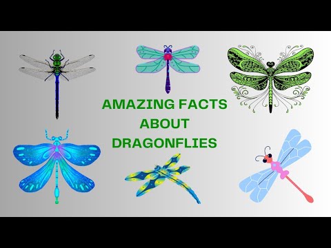Amazing Facts About Dragonflies | Dragonfly Facts | Dragonfly ...