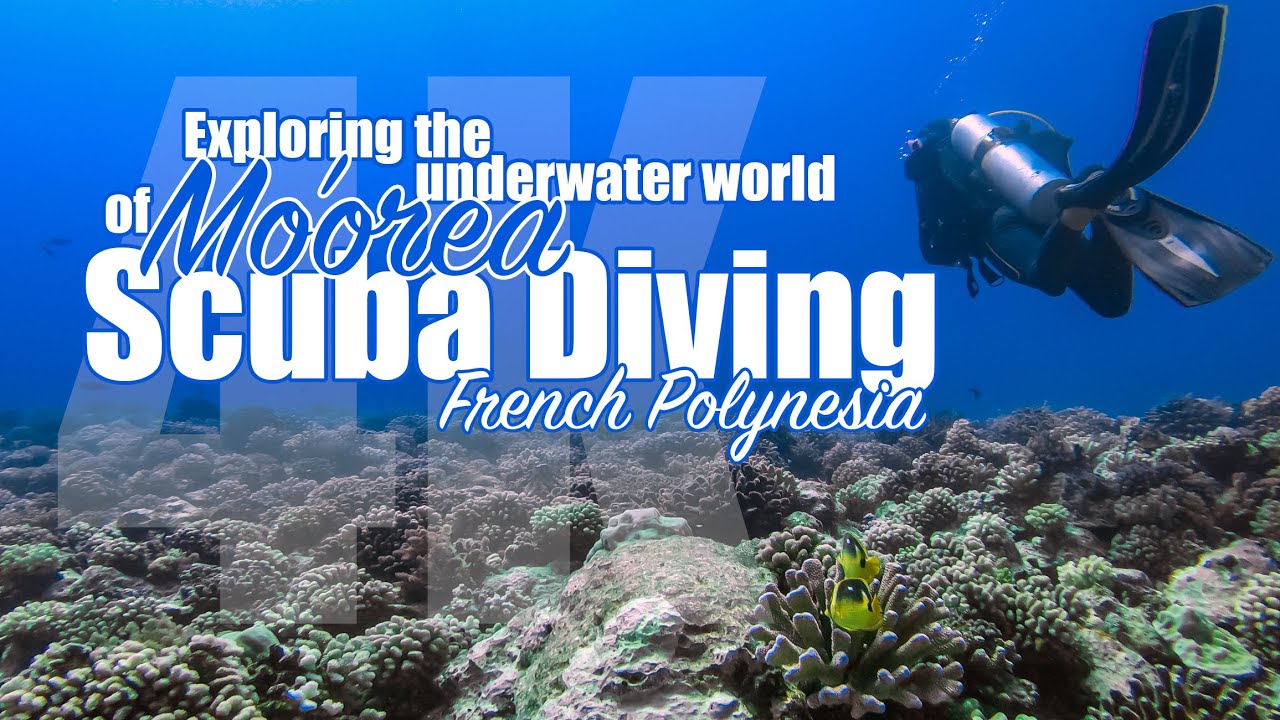 Scuba Diving in Mo'orea French Polynesia [4K] - YouTube