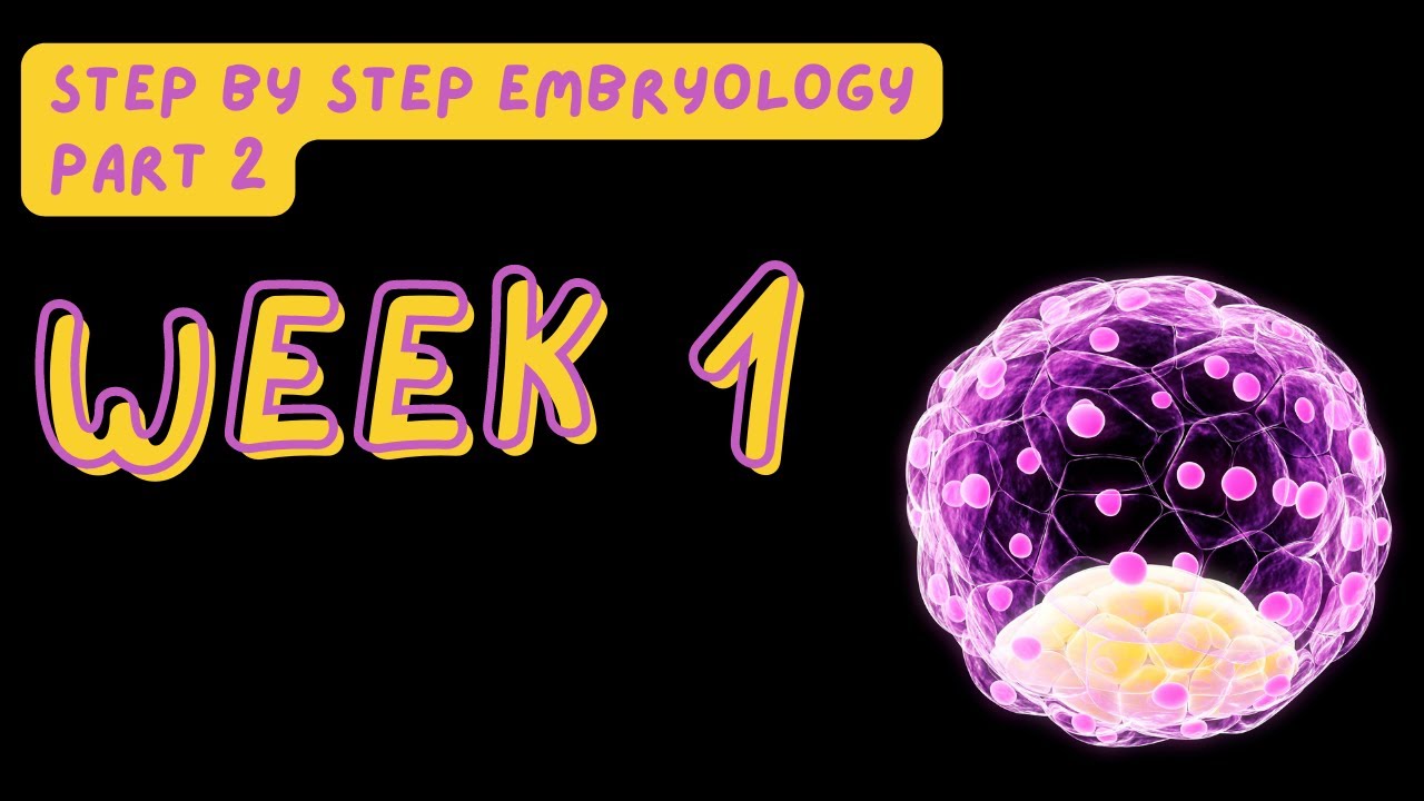 Step by Step Embryology: Morulation and Blastulation - YouTube
