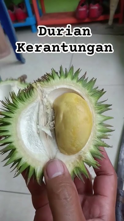 kerantungan, durian hutan kalimantan yg memiliki rasa khas. #hutan #borneo #sapeborneo #buah # ...