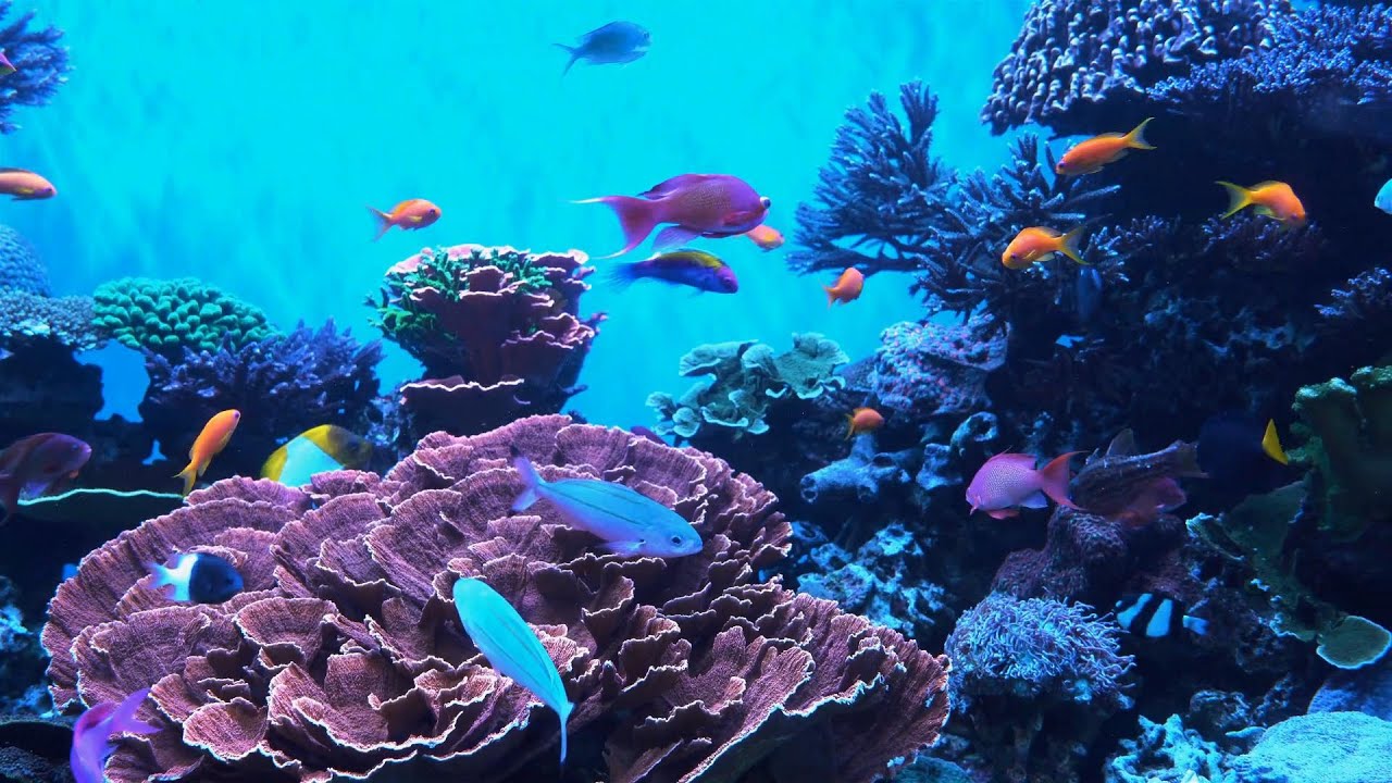 Beautiful Coral Reef Fish | Relaxing Ocean Fish & Stunning Aquarium ...