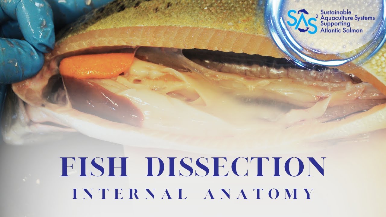 Fish Dissection Diagram Perch Dissection Guide | Cornerstone