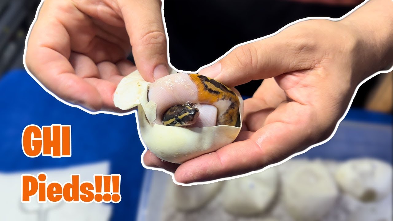 GHI Coral Glow Egg Cutting!!!! #snakes #eggcutting #ballpython - YouTube