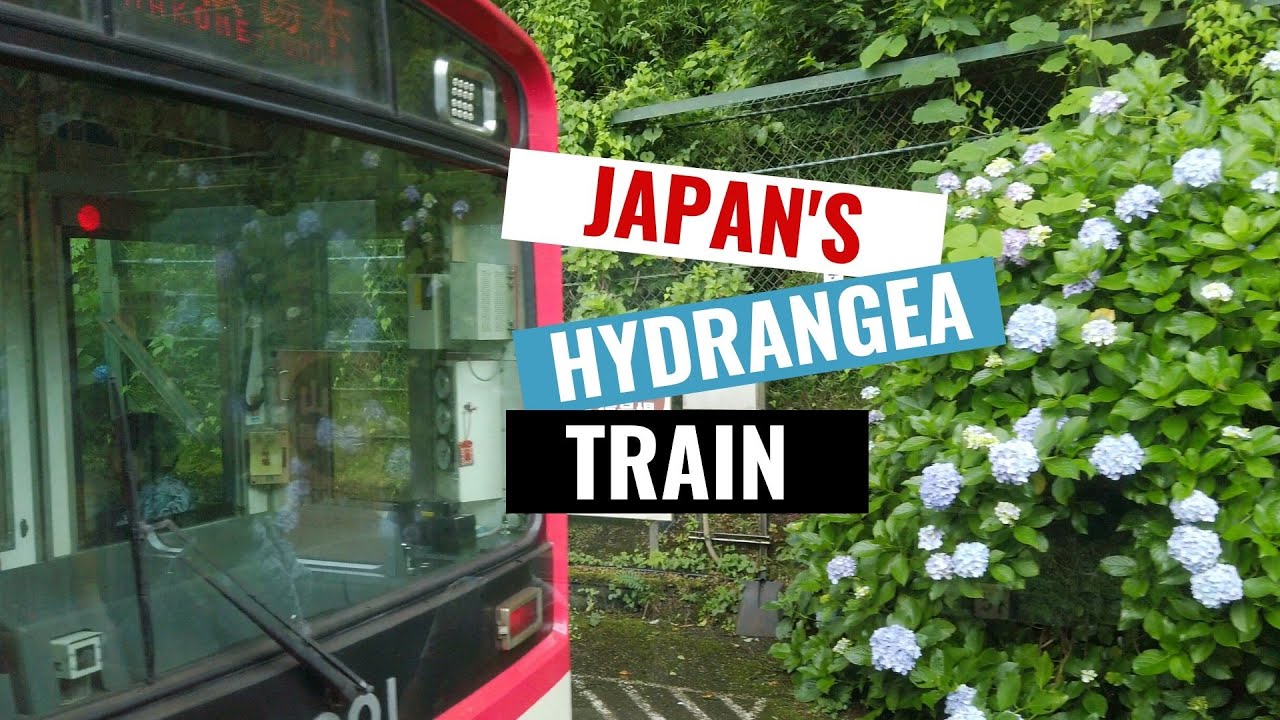 Spectacular Views on Japan's Hydrangea Train | Hakone Tozan Railway 4K ...
