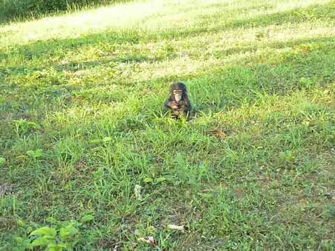 My Chimp @ football field of Gengbay town, Liberia, 13 July 2012 - YouTube