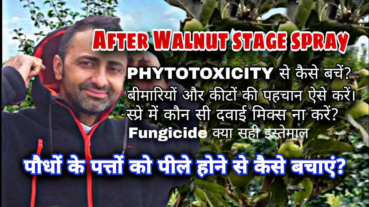 Apple spray after Walnut stage, Fungicide और Insecticide का सही ...