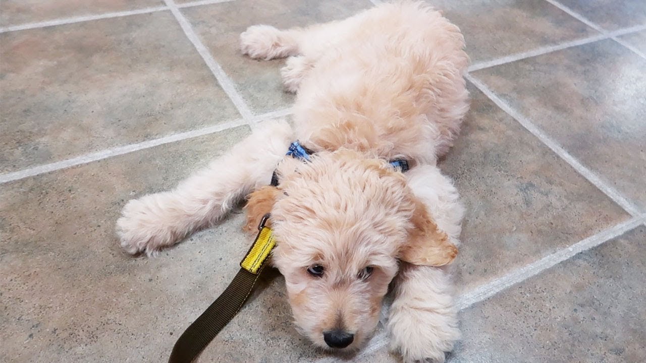 First puppy visit to the VET! - YouTube