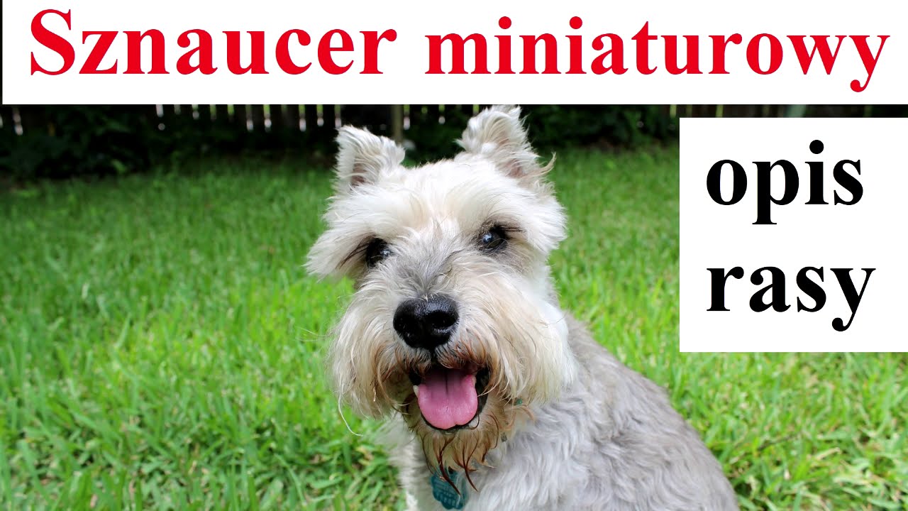 SZNAUCER Miniaturowy - OPIS RASY, charakter, zdrowie, historia, wady i ...