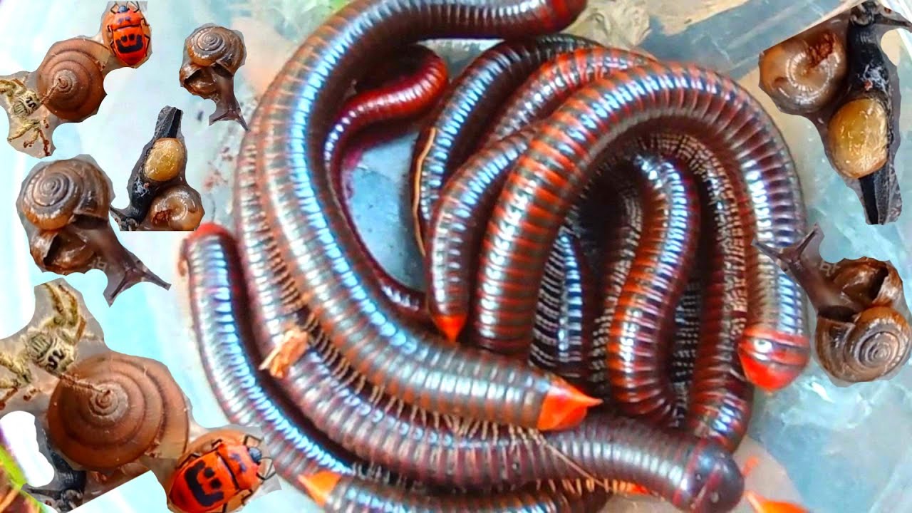 Hunting cute millipede, snails, semut, lembing,hewan kecil lucu, siput ...