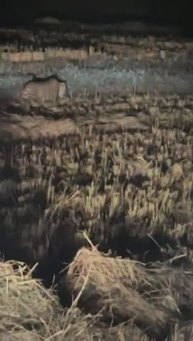 #wildanimals #tiger #wildlife #lion #bagh #youtube #youtubeshorts # ...