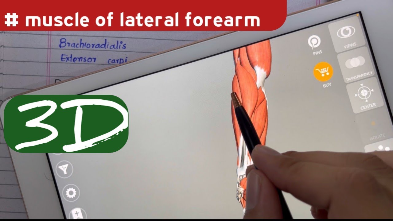 Lateral compartment of forearm - Overview | Doctor Speedy - YouTube