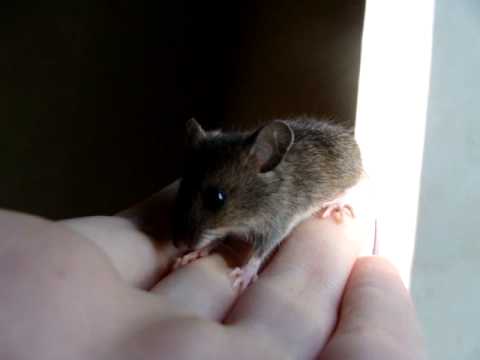Tame house mouse - YouTube