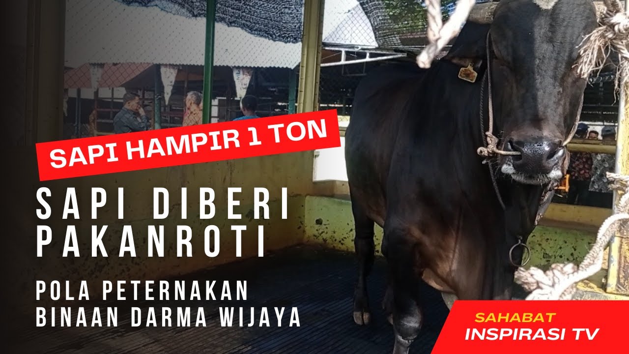 Sukses Dengan Pola Pakan Tambahan Ternak Sapi Sehat, Berat 300 Kilogram ...